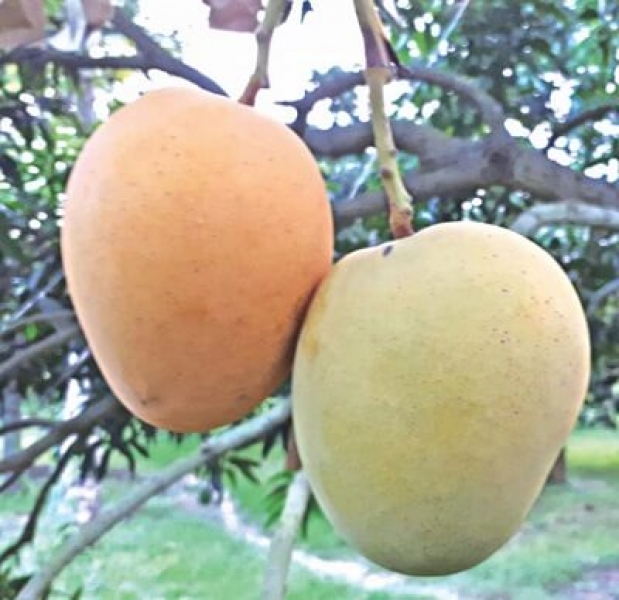 FoodShahiBD - Home delivery service in Rajshahi